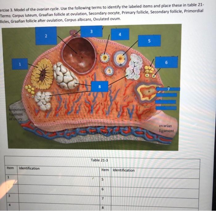 Solved ercise 3. Model of the ovarian cycle. Use the | Chegg.com