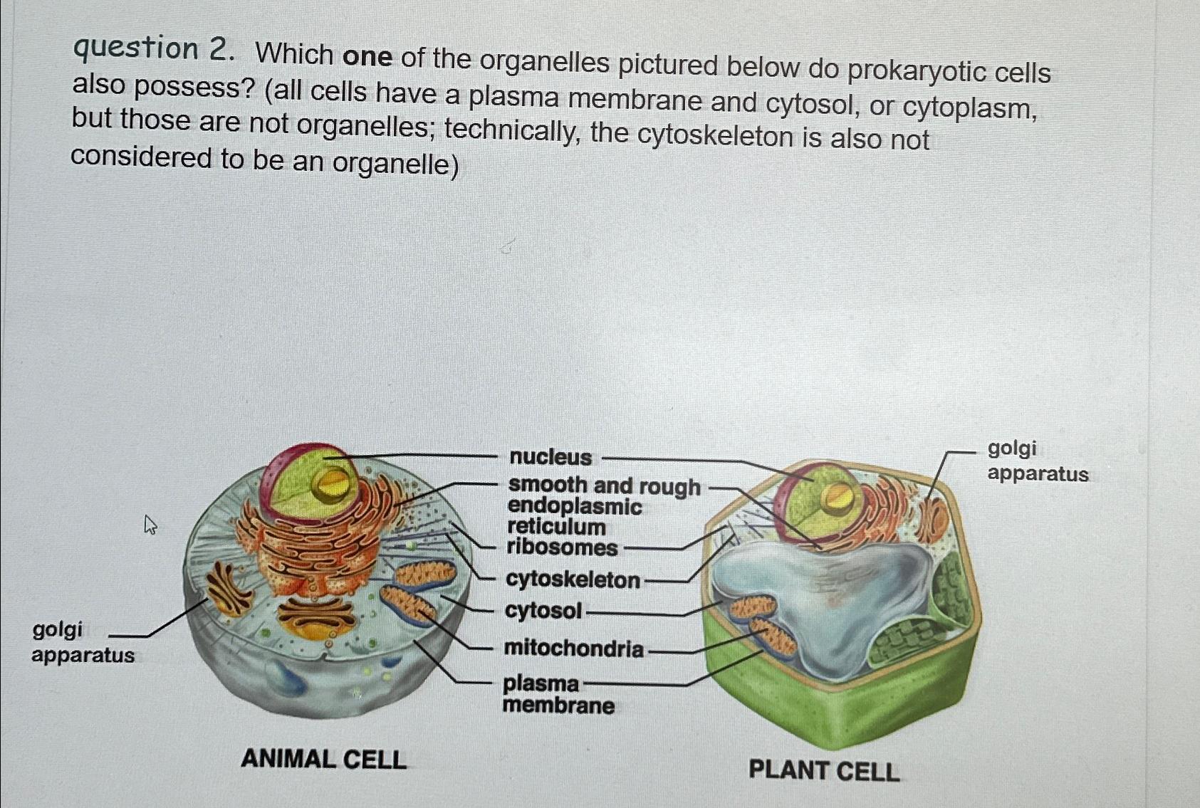 Solved question 2. ﻿Which one of the organelles pictured | Chegg.com