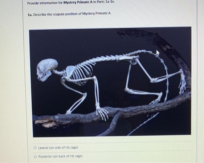Solved Provide information for Mystery Primate A in Parts | Chegg.com