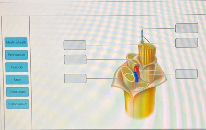 Solved DO Myelin sheath Perinourium III Fascicle Axon | Chegg.com