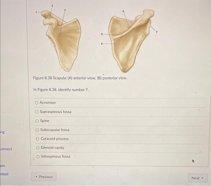 Solved Figure 8.38 Scapula: (A) anterior view; (B) posterior | Chegg.com