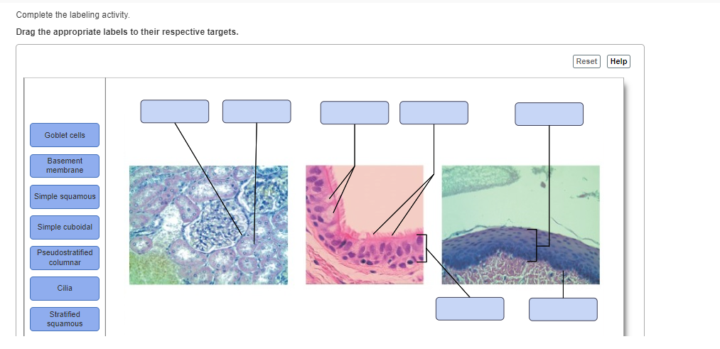 Solved Tissue Organization LabComplete the labeling | Chegg.com