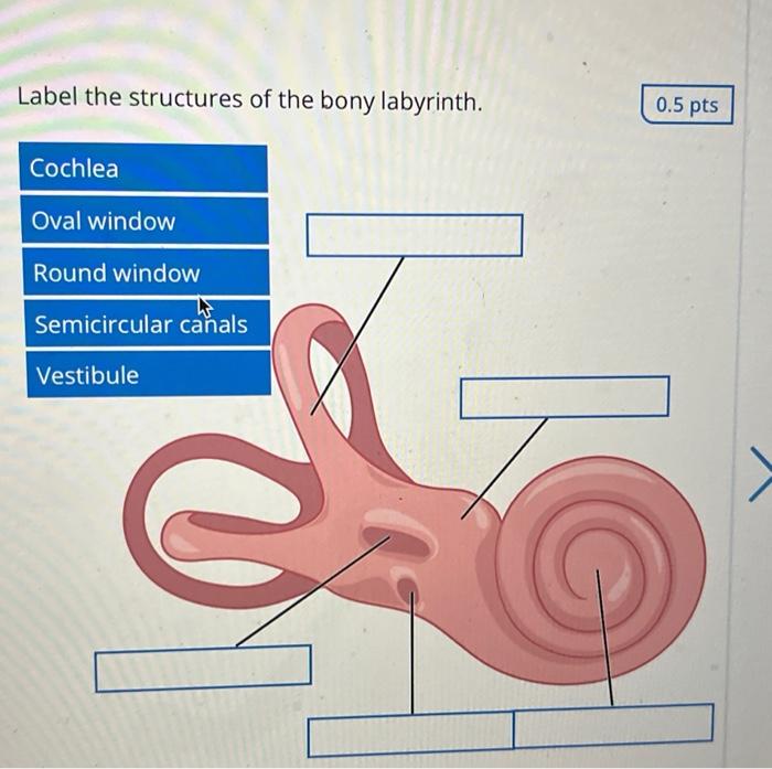 Solved Label the structures of the bony labyrinth. Cochlea | Chegg.com