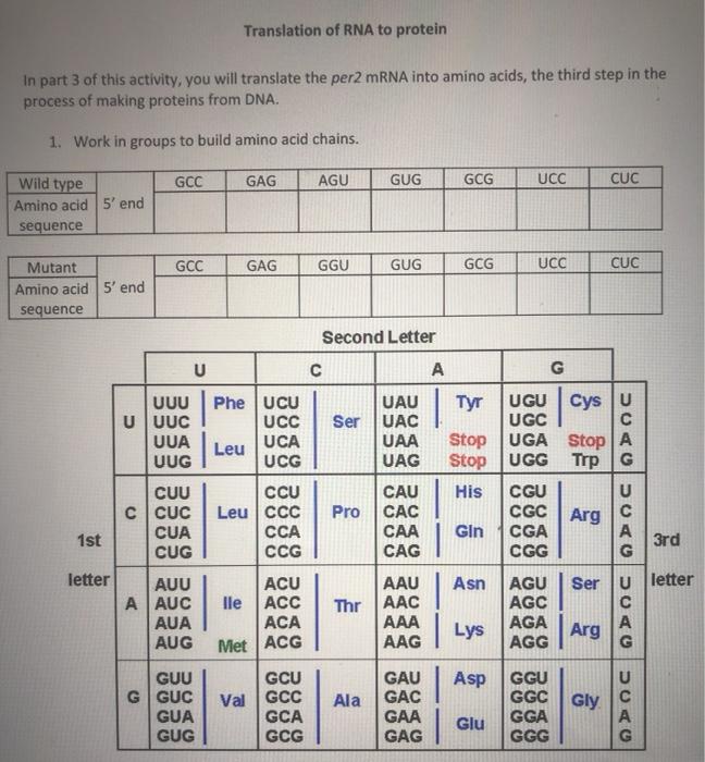 Solved Translation of RNA to protein In part 3 of this | Chegg.com