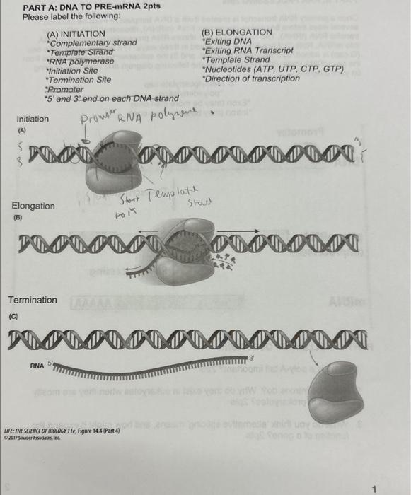 Solved PART A: DNA TO PRE-mRNA 2pts Please label the | Chegg.com