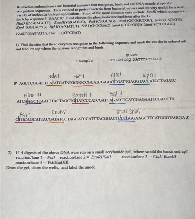 Solved Restriction endonucleases are bacterial enzymes that | Chegg.com