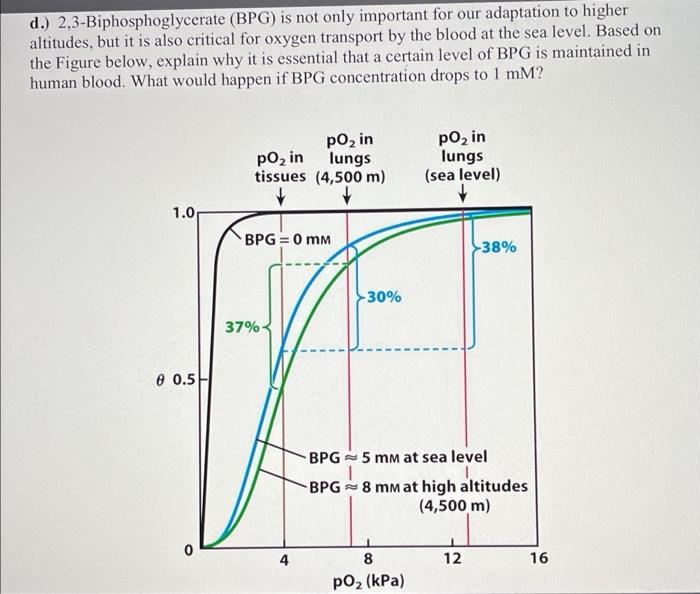 Solved d.) 2,3-Biphosphoglycerate (BPG) is not only | Chegg.com