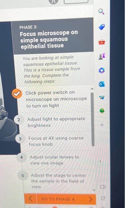 Solved PHASE 3: Focus microscope on simple squamous | Chegg.com