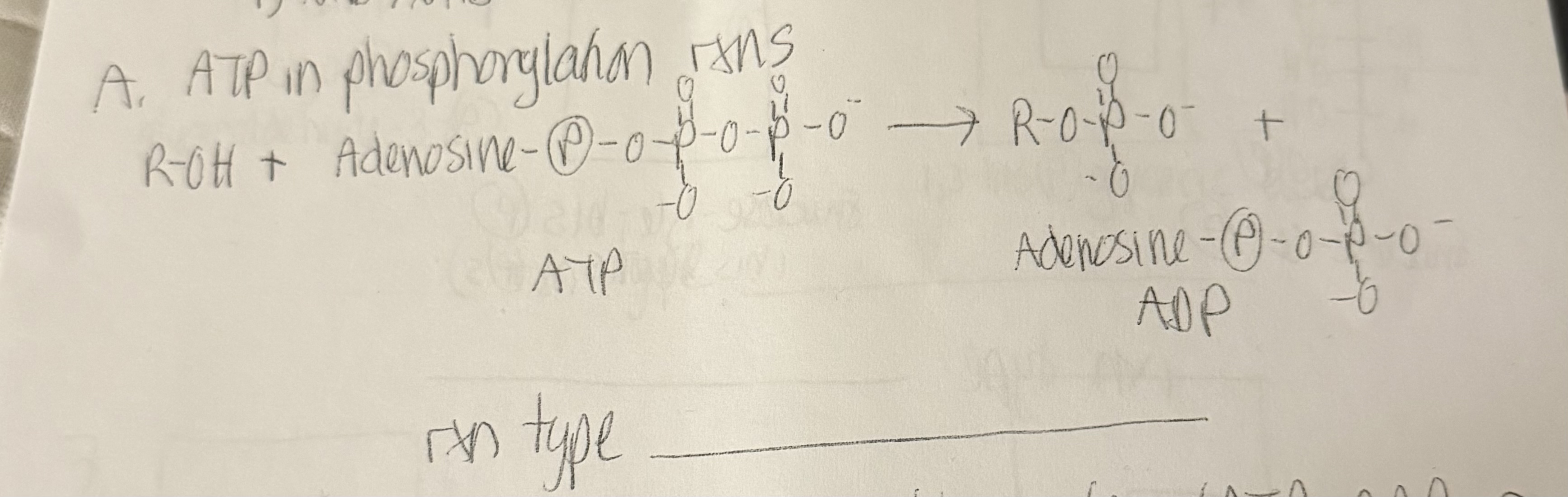 Solved A. ﻿ATP in phosphonglation reaction ATP | Chegg.com