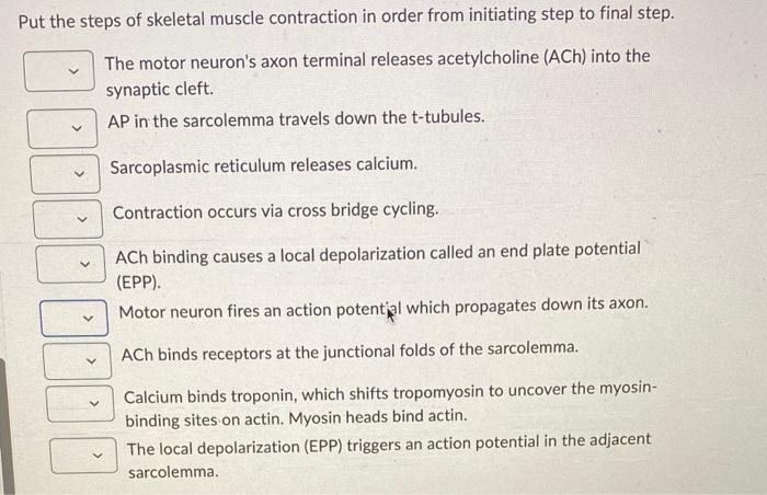 Solved Put the steps of skeletal muscle contraction in order | Chegg.com