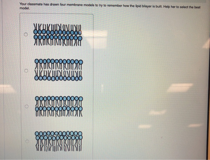 Solved Your classmate has drawn four membrane models to try | Chegg.com