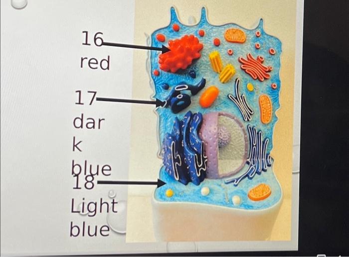 Solved what type of cell is this. | Chegg.com