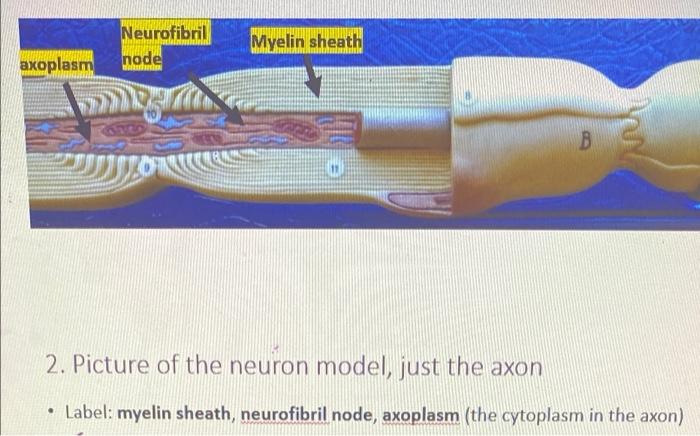 Solved Neurofibril node Myelin sheath axoplasm B 2. Picture | Chegg.com