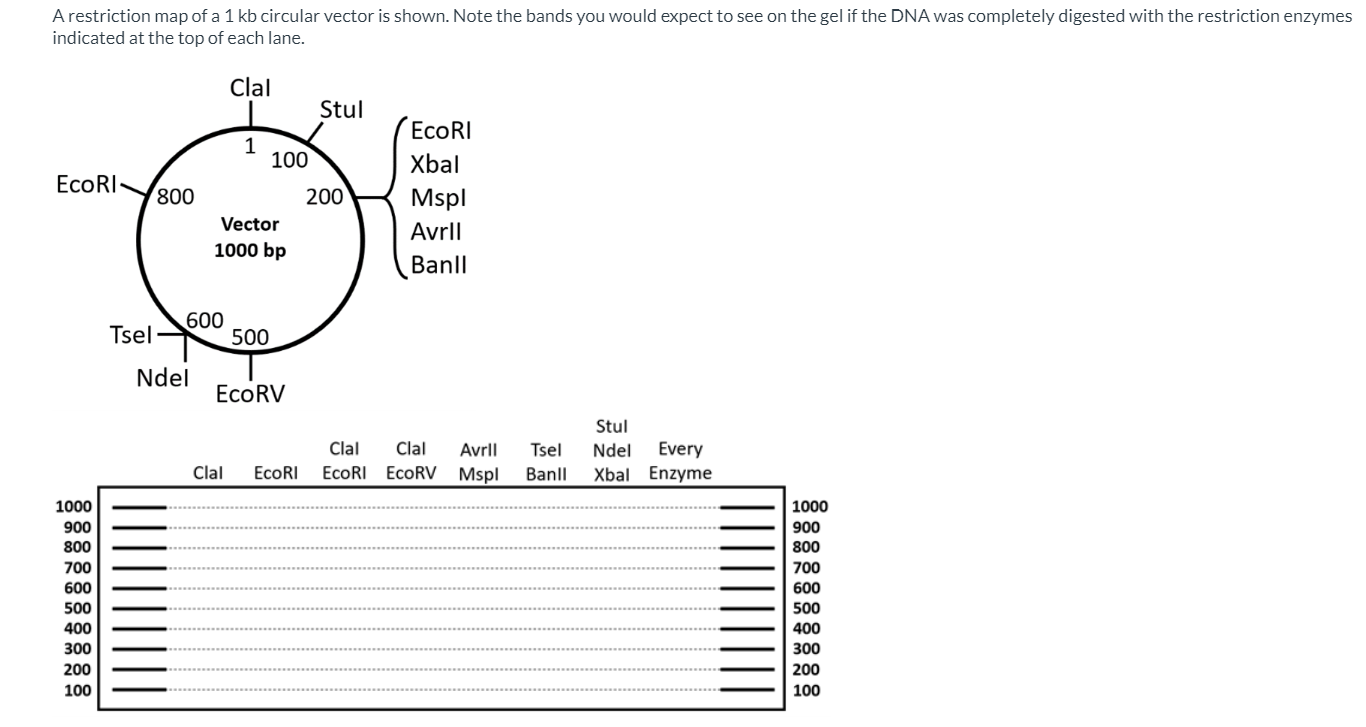 Solved A restriction map of a 1kb ﻿circular vector is shown. | Chegg.com