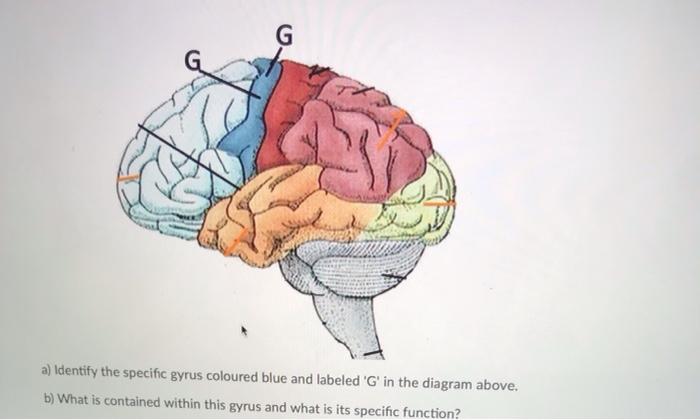 Solved G a) Identify the specific gyrus coloured blue and | Chegg.com