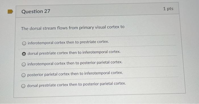 Solved 1 pts Question 27 The dorsal stream flows from | Chegg.com
