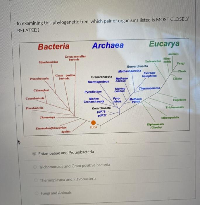 Solved In examining this phylogenetic tree, which pair of | Chegg.com