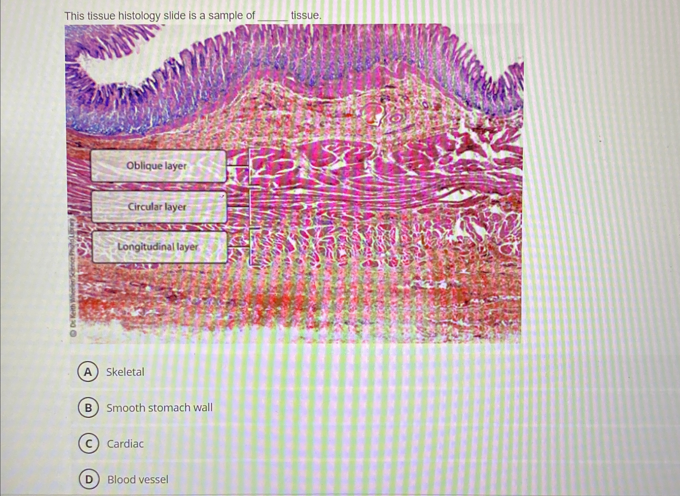 Solved This tissue histology slide is a sample of q, | Chegg.com