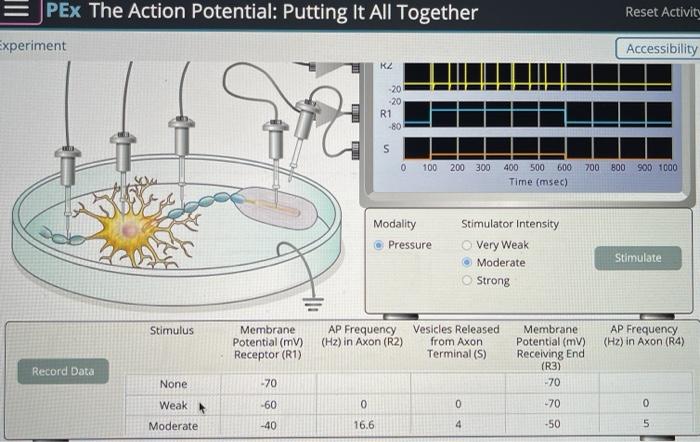 Solved Reset Activity PEx The Action Potential: Putting It | Chegg.com