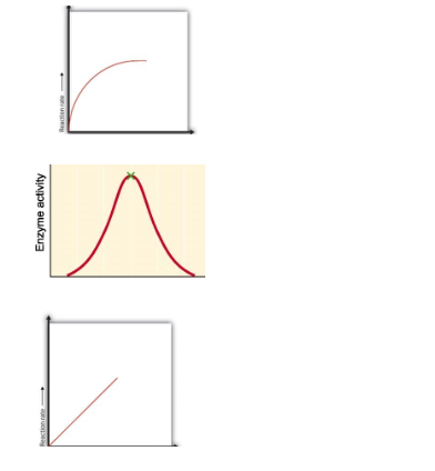 Solved Which graph represents enzyme rate versus | Chegg.com