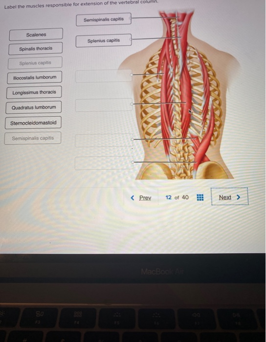 Solved Label the muscles responsible for extension of the | Chegg.com