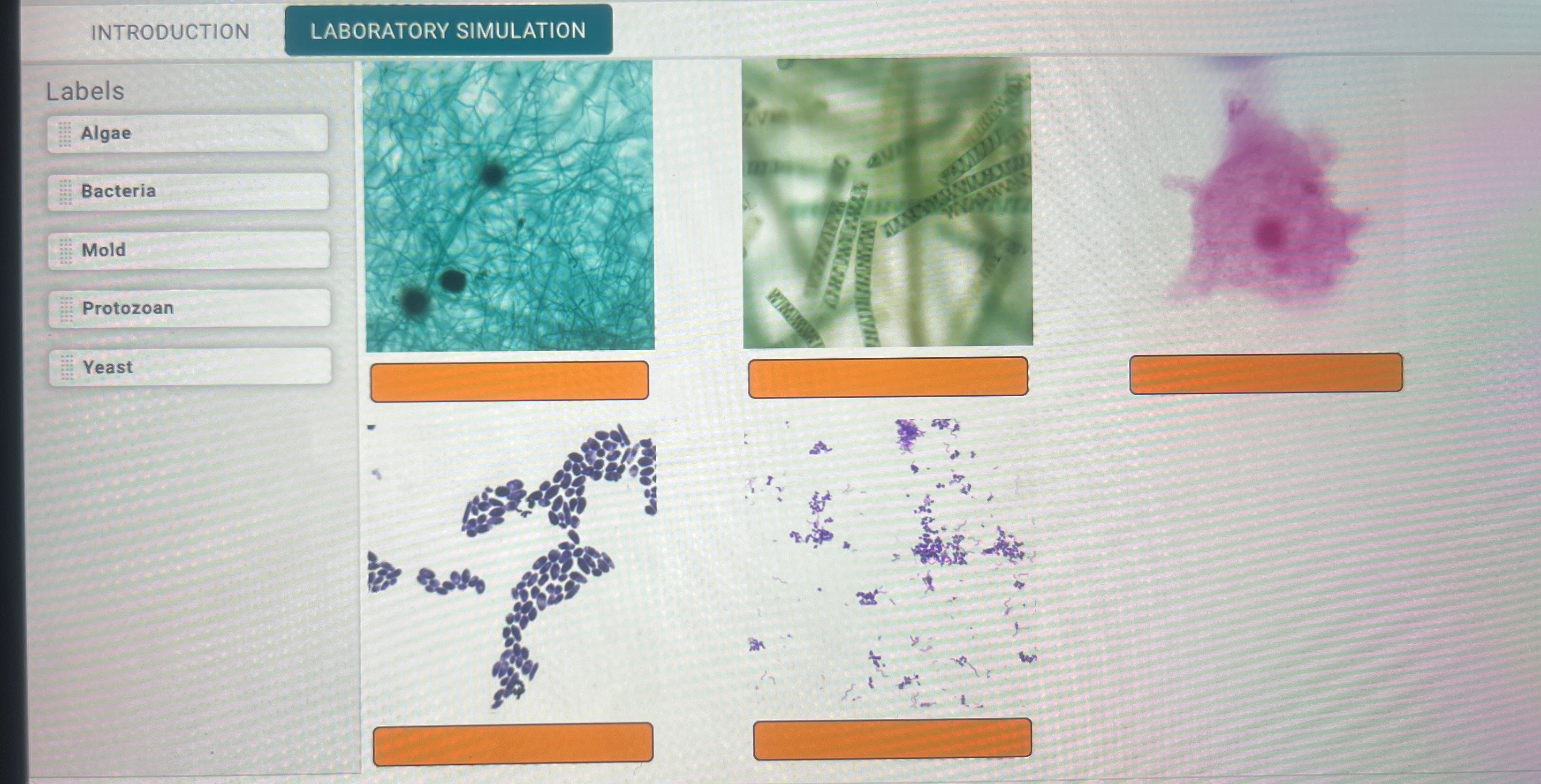 [Solved]: INTRODUCTION LABORATORY SIMULATION Labels Bacteria