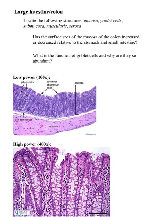 Solved Small intestine Locate the following structures: | Chegg.com