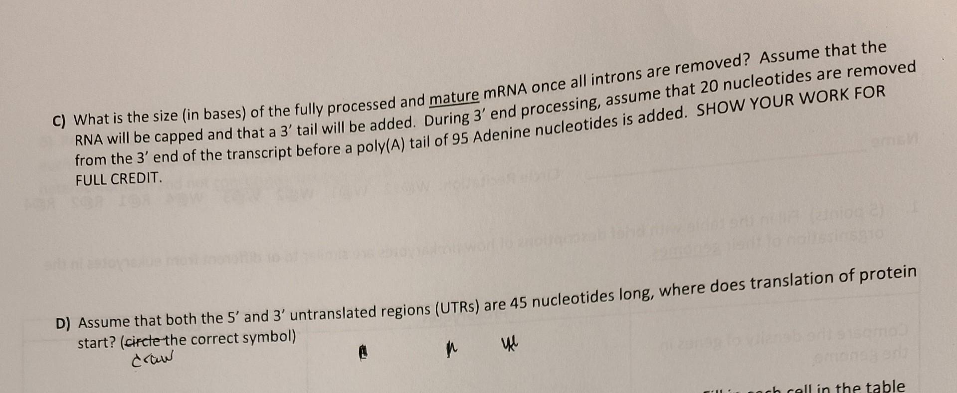 Solved 2. (2 points) The figure shows the primary transcript | Chegg.com