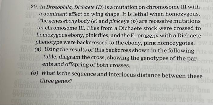 Solved 20. In Drosophila, Dichaete (D) is a mutation on | Chegg.com