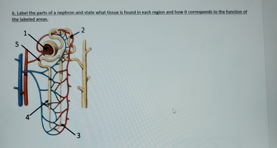 Solved Label the parts of a nephron and state what tissue is | Chegg.com