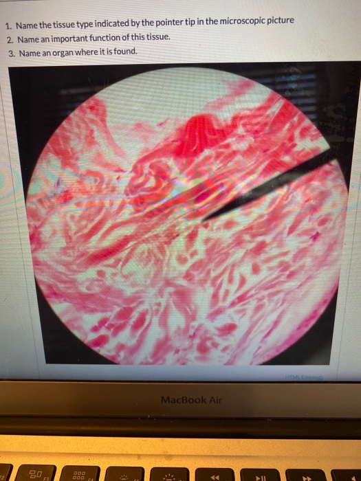 Solved 1. Name the tissue type indicated by the pointer tip | Chegg.com