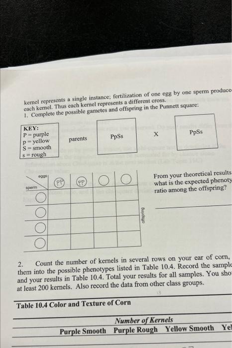 Solved kernel represents a single instance; fertilization of | Chegg.com