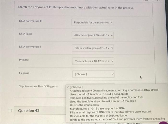 Solved Match the enzymes of DNA replication machinery with | Chegg.com