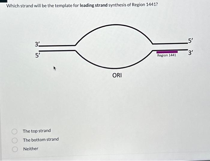 Solved Which strand will be the template for leading strand | Chegg.com