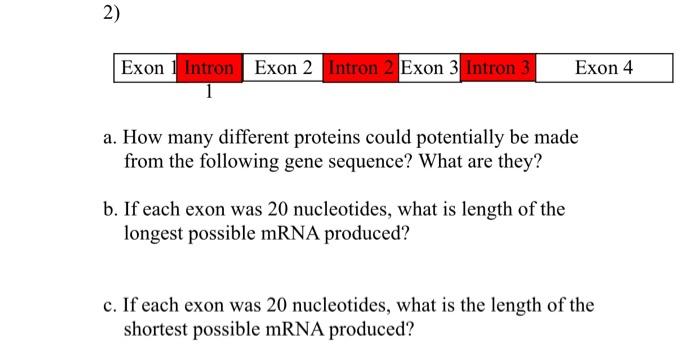 Solved Exon 1 Intron Exon 2 Intron 2 Exon 3 Intron 3 | Chegg.com