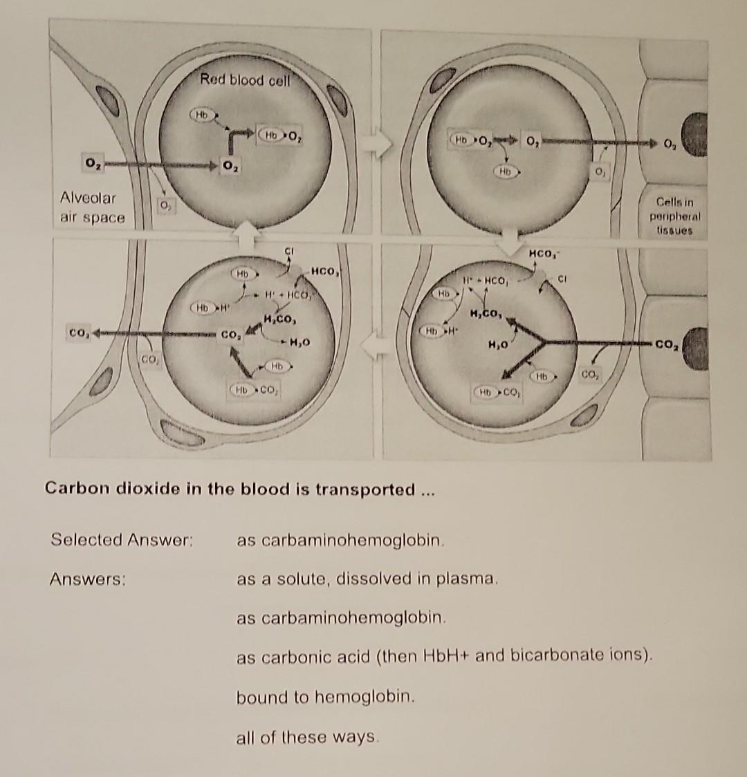 Solved Carbon dioxide in the blood is transported ... | Chegg.com