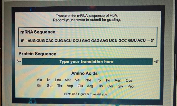Solved Translate the mRNA sequence of HbA. Record your | Chegg.com