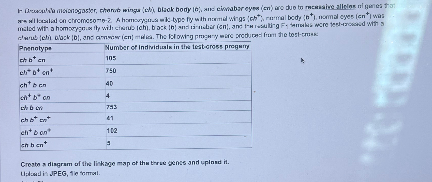 Solved In Drosophila melanogaster, cherub wings (ch), ﻿black | Chegg.com