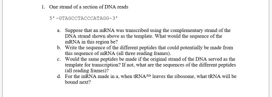 Solved 1. One strand of a section of DNA reads 5' | Chegg.com