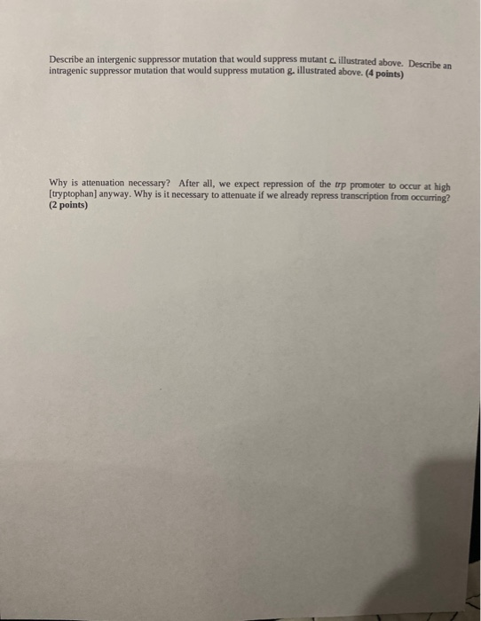 Solved Describe an intergenic suppressor mutation that would | Chegg.com