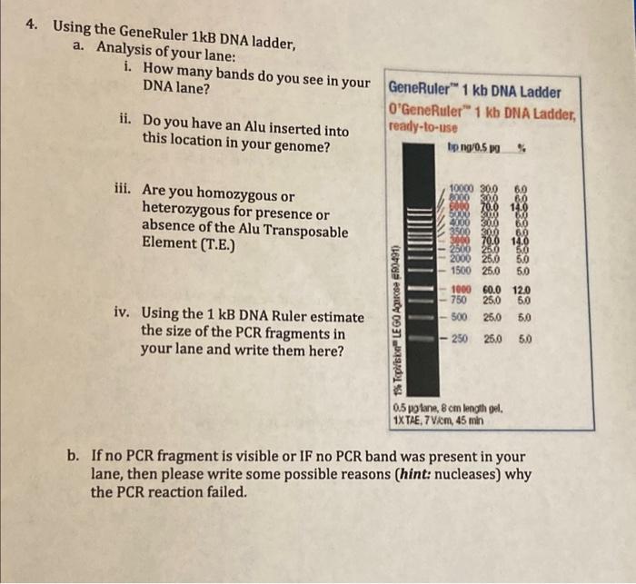 Using the GeneRuler 1kB DNA ladder, a. Analysis of | Chegg.com