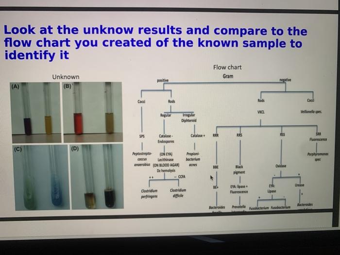 Solved 3rd week results: OND BLDry Slider gelatin oxidase | Chegg.com
