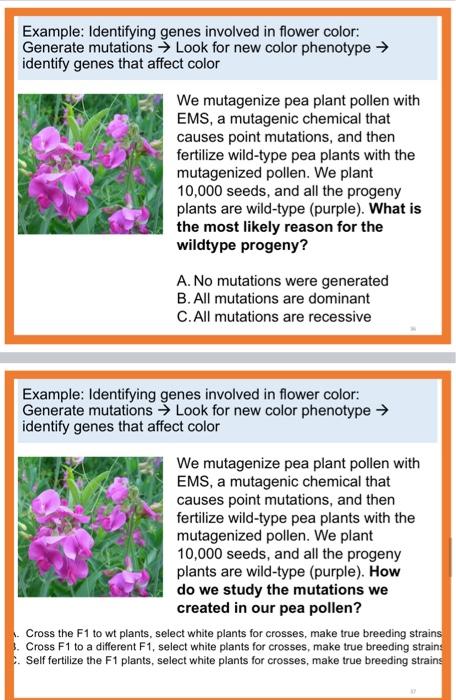 Solved Example: Identifying genes involved in flower color: | Chegg.com