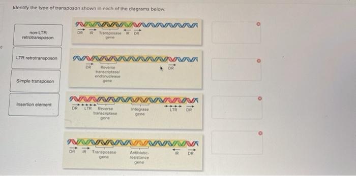 Solved Identify the type of transposon shown in each of the | Chegg.com
