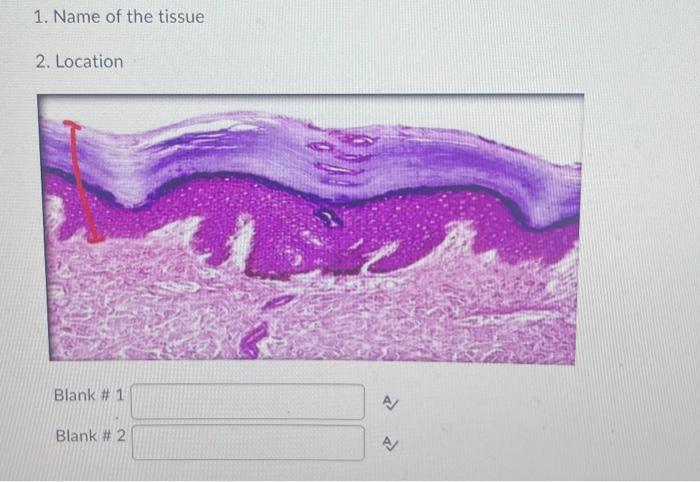 1. Name of the tissue 2. Location | Chegg.com