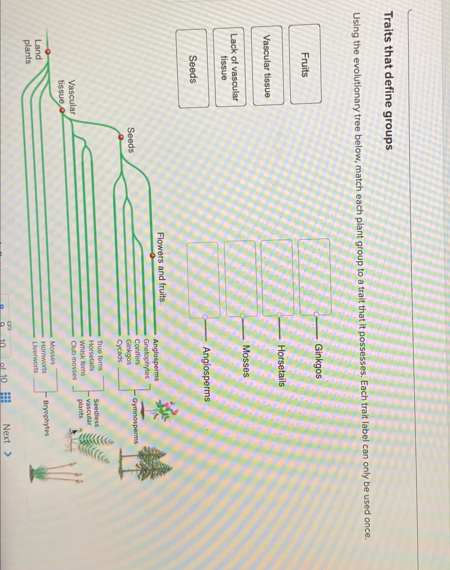 Solved Traits that define groupsUsing the evolutionary tree | Chegg.com