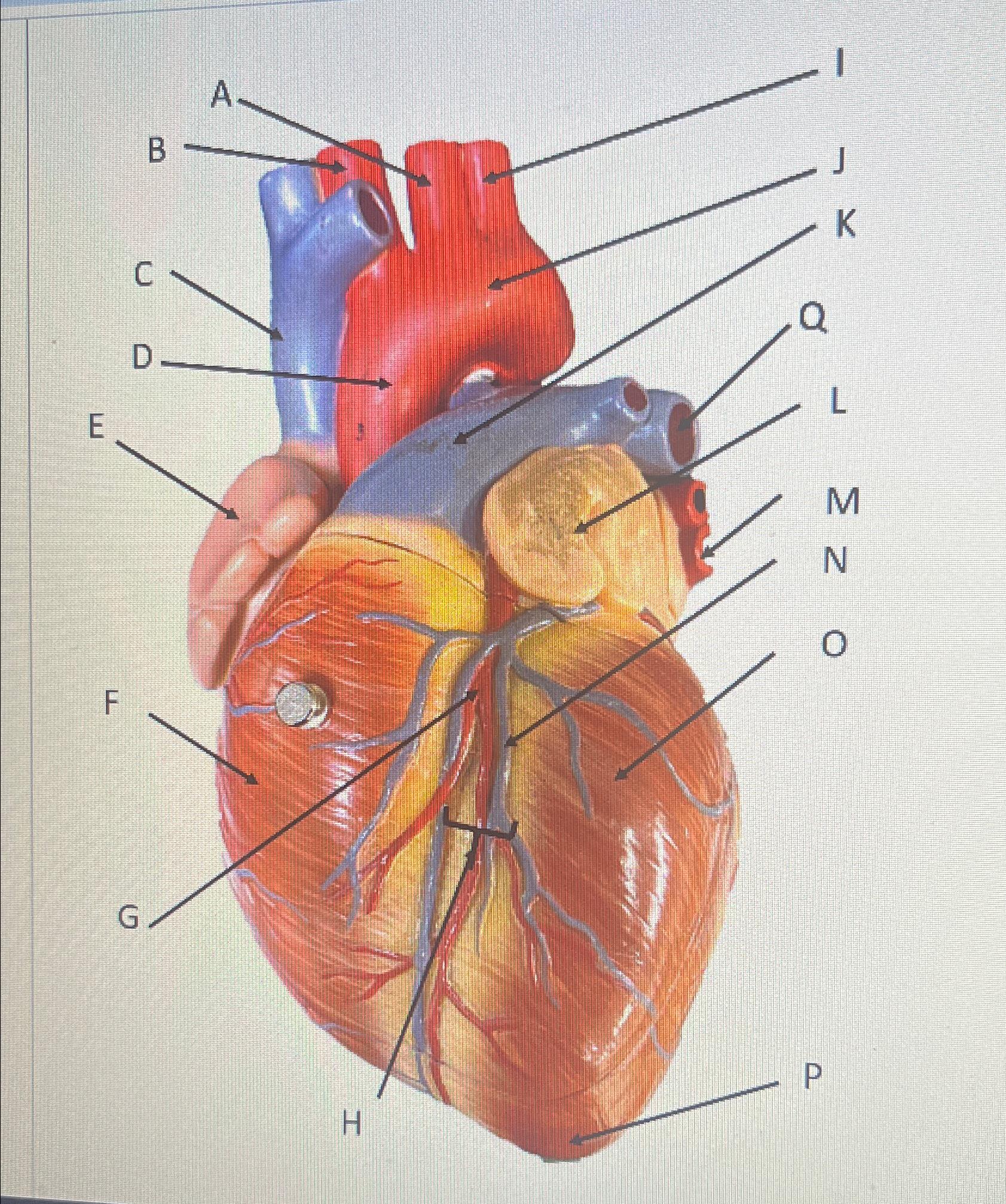Solved Identify the layer of the organ labeled FIdentify the | Chegg.com