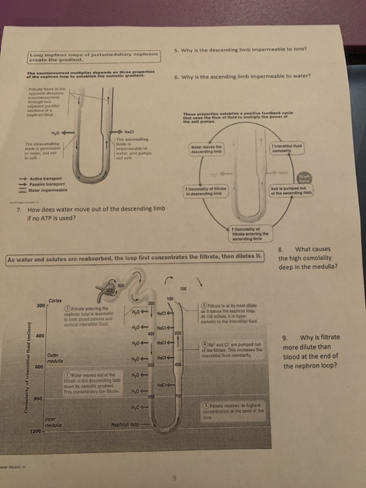Solved Urinary System Anatomy 1. On the diagram below label | Chegg.com