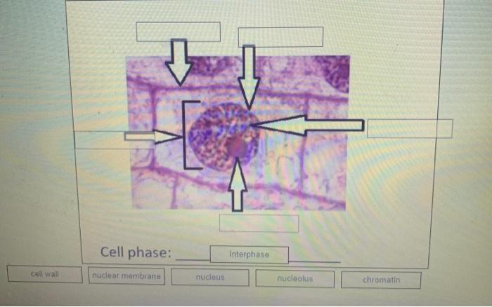 Solved Cell phase: Interphase cell wall nuclear membrane | Chegg.com