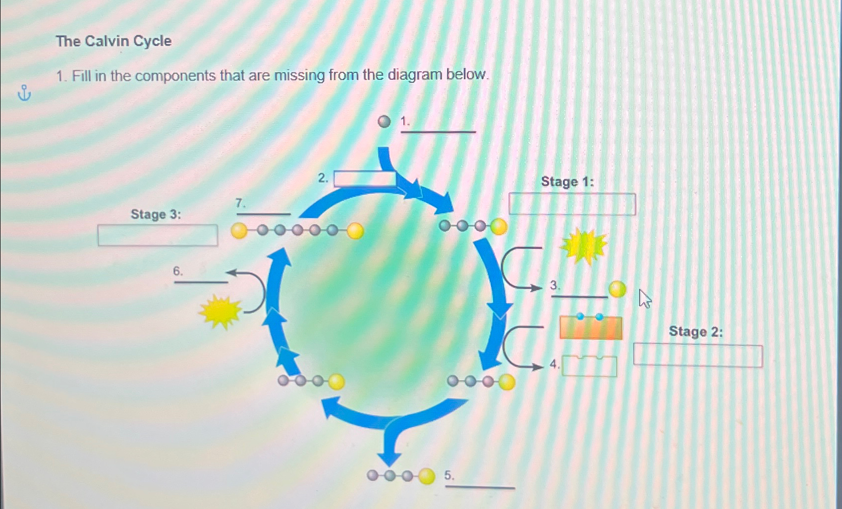 Solved The Calvin CycleFill in the components that are | Chegg.com